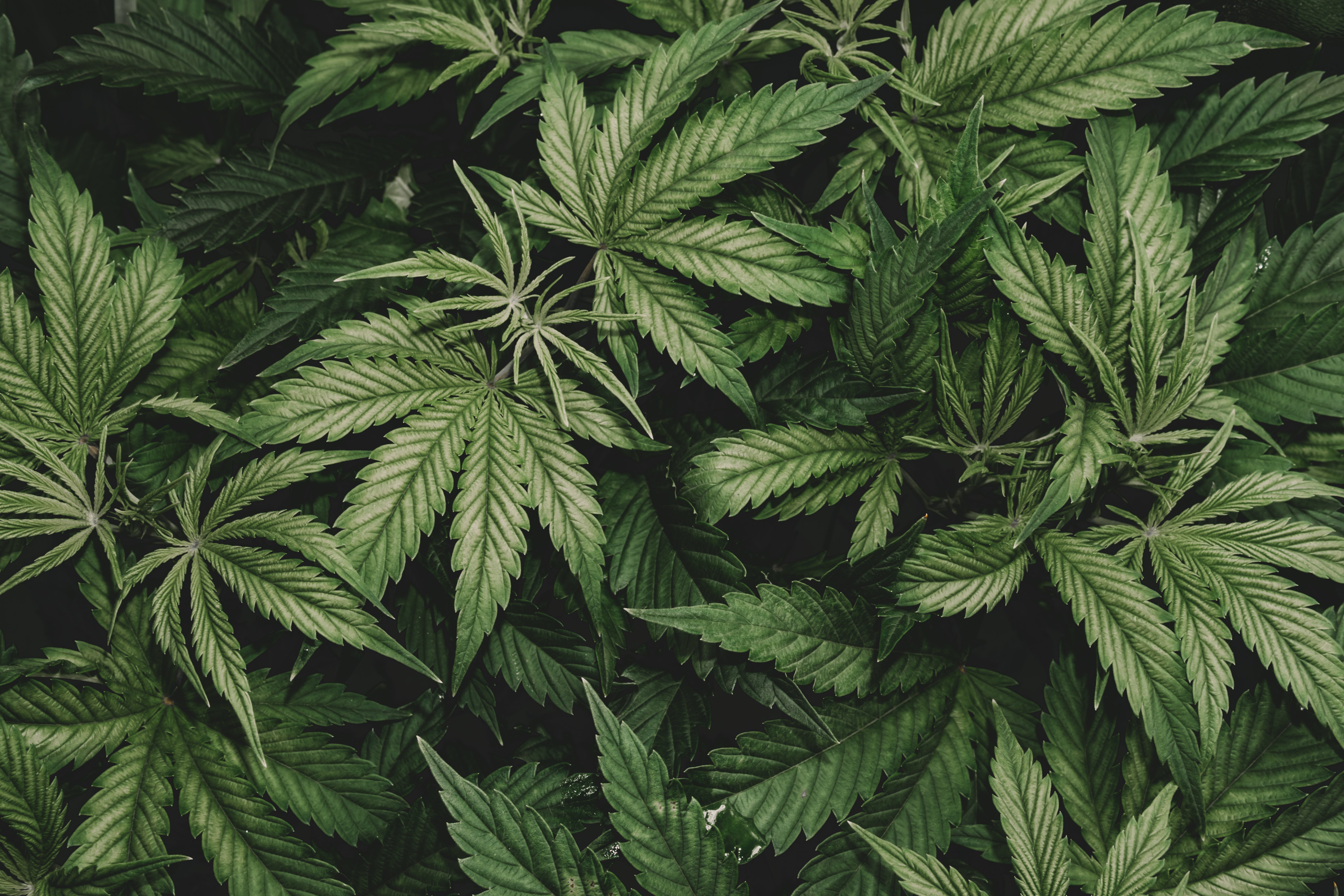 Is Hemp Legal in Georgia (as of 2025)? | ONE59 GA